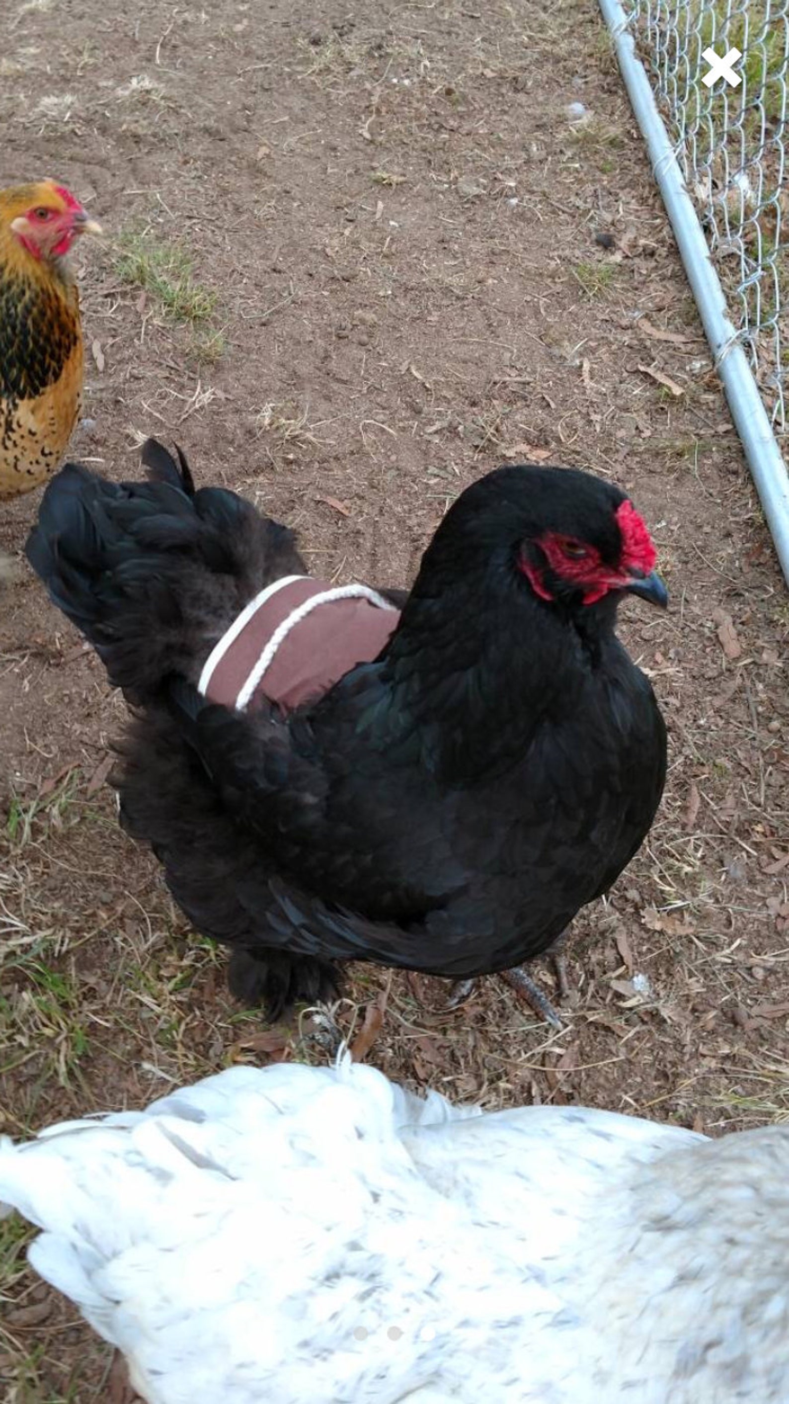 Chicken Saddle Chicken Apron Hen Protector Waterproof - Etsy UK