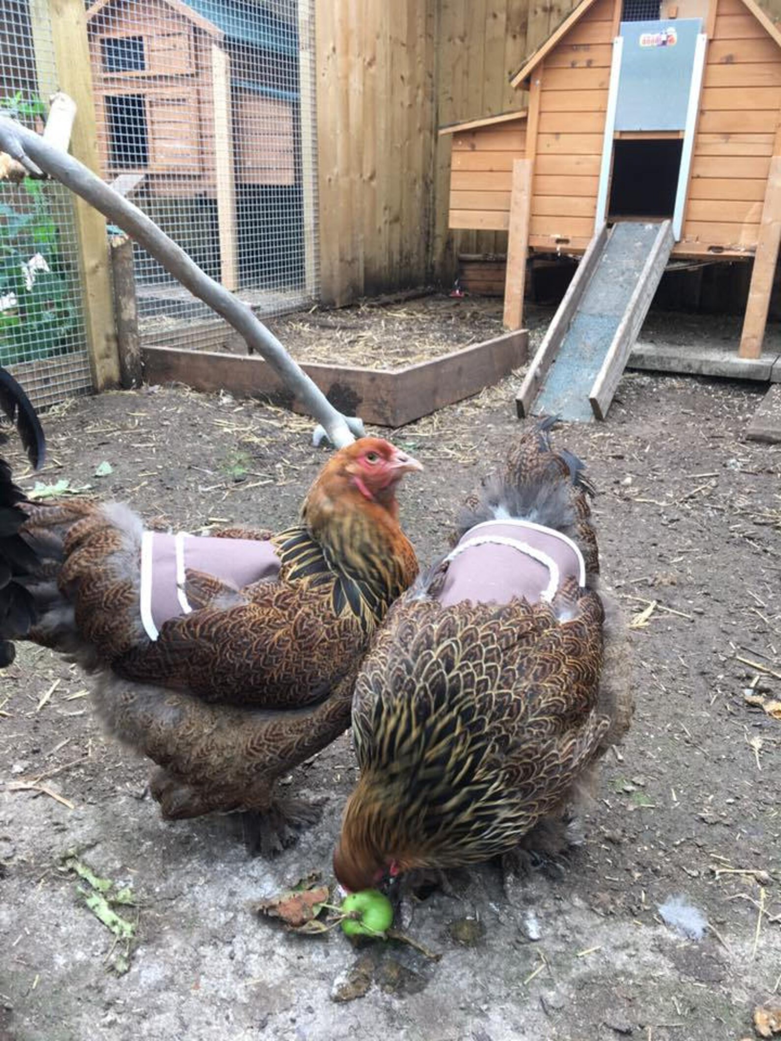 Chicken Saddle Chicken apron Hen protector Waterproof | Etsy