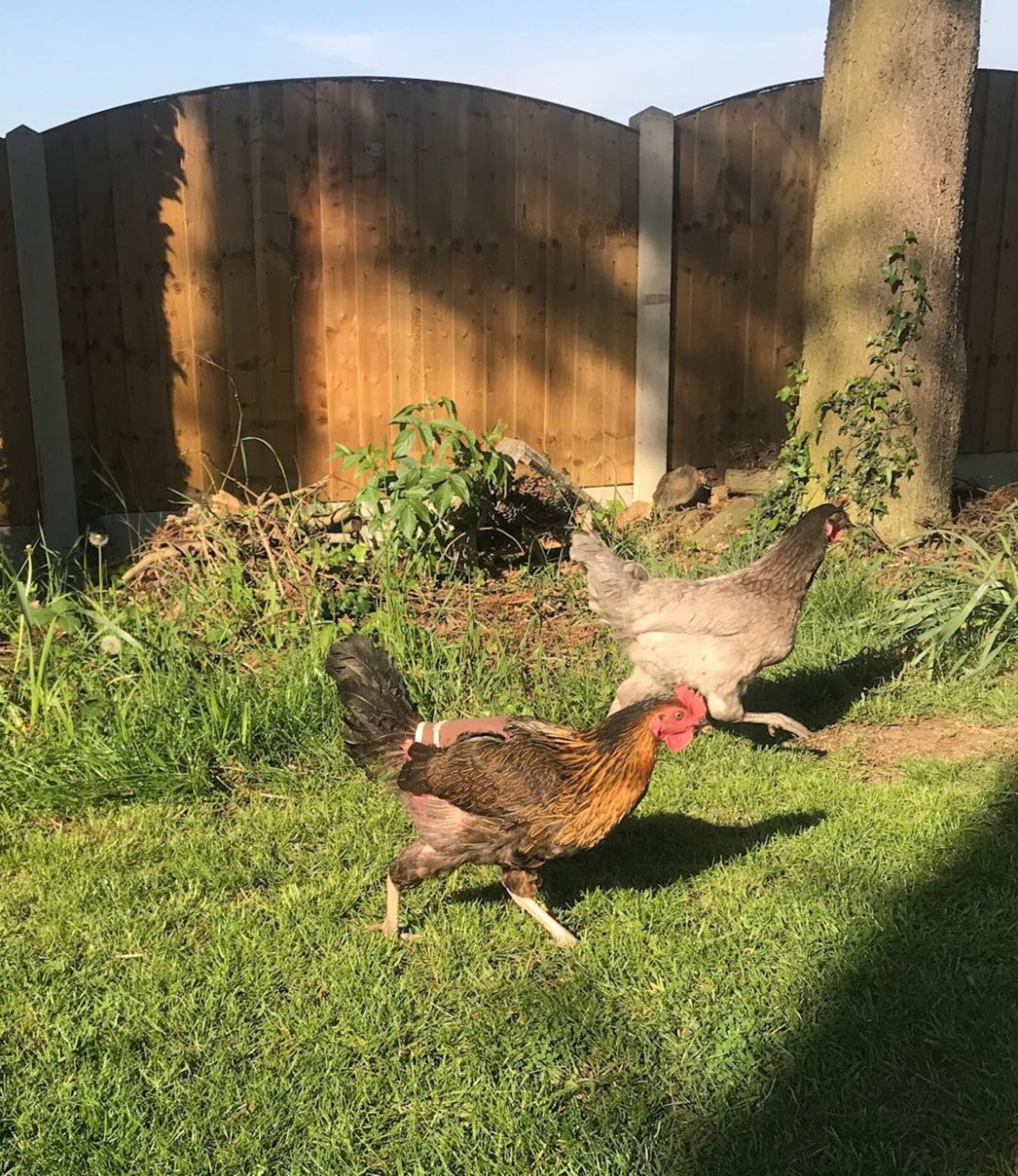 Chicken Saddle Chicken Apron Hen Protector Waterproof - Etsy UK