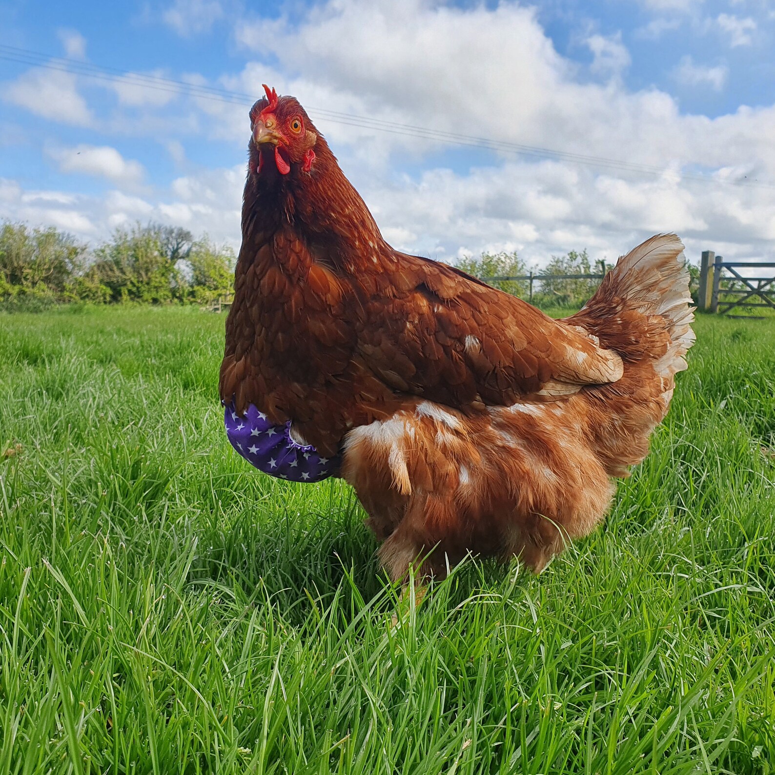 Chicken Bra Crop Support Pendulous Crop Support Crop Bra - Etsy