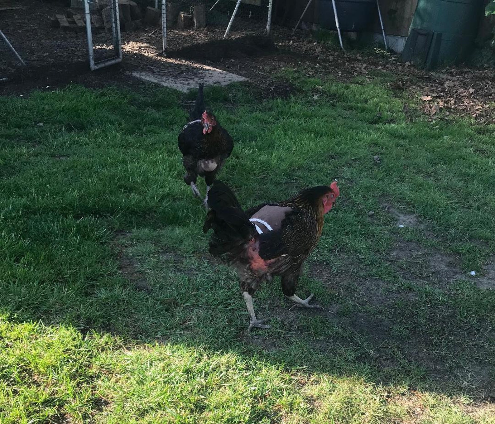 Chicken Saddle Chicken Apron Hen Protector Waterproof - Etsy UK