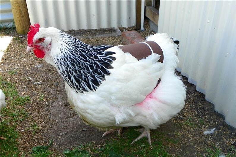 Chicken Saddle Chicken apron Hen protector Waterproof | Etsy