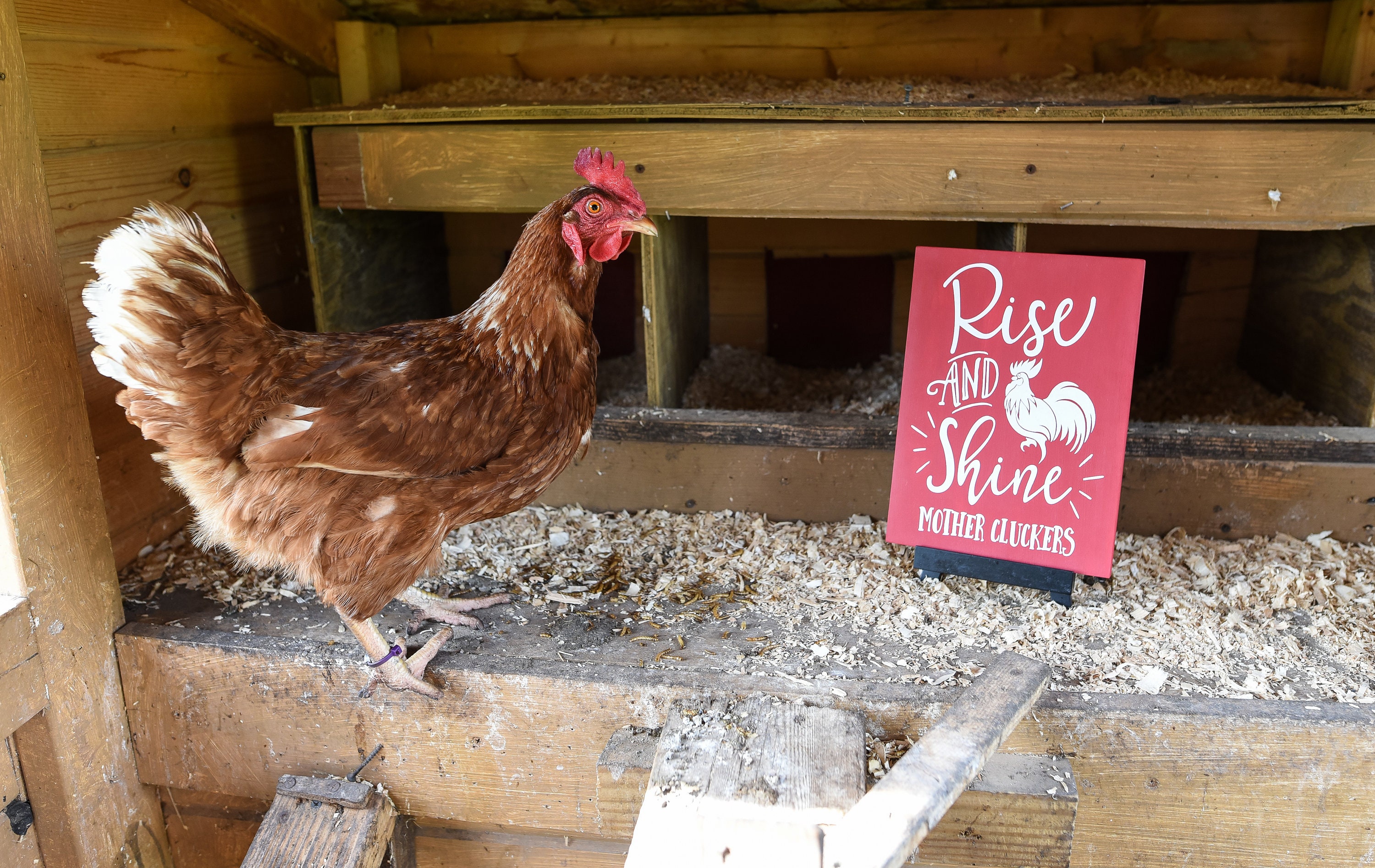 Rise and Shine Mother Cluckers Chicken Rooster Farm Art | Etsy