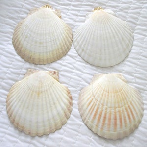 Vintage Scallop Shell With Wicker Charger and Gold Trim and Vintage ...