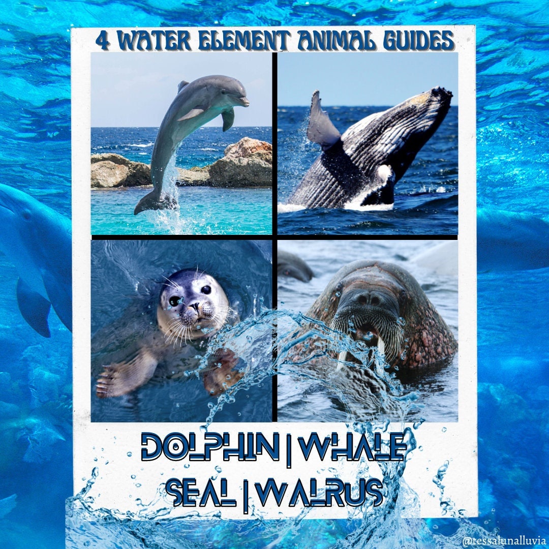 A Channeled Message From the 4 Water Element Animal Guides dolphin ...