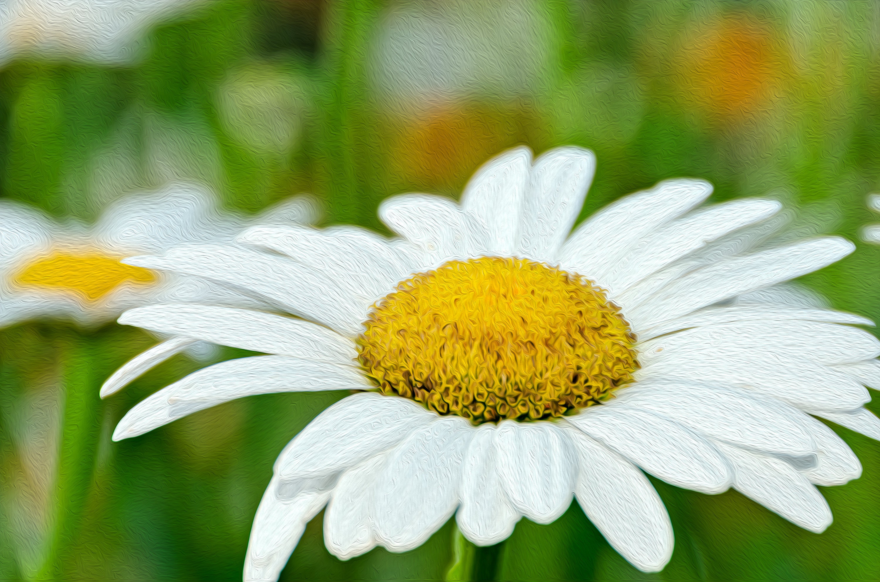 Daisy Flower Wall Art, Floral Prints, Kitchen Wildflower Wall Art ...