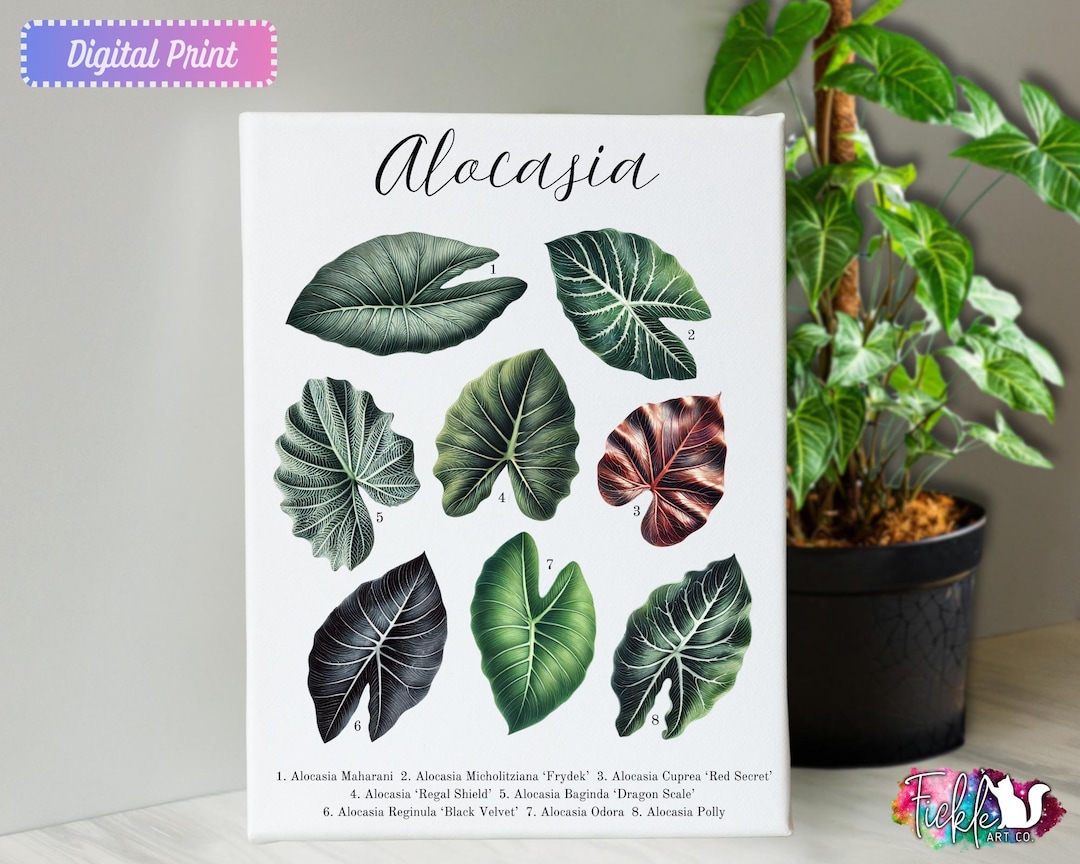 Alocasia Varieties Printable | Digital Plant Identification Chart - Etsy