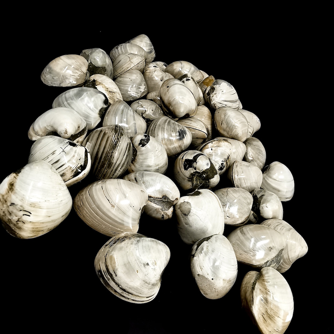 Bivalve Clam - Fossil - Etsy