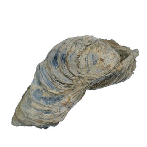 Giant Oyster Shell Fossil - Etsy