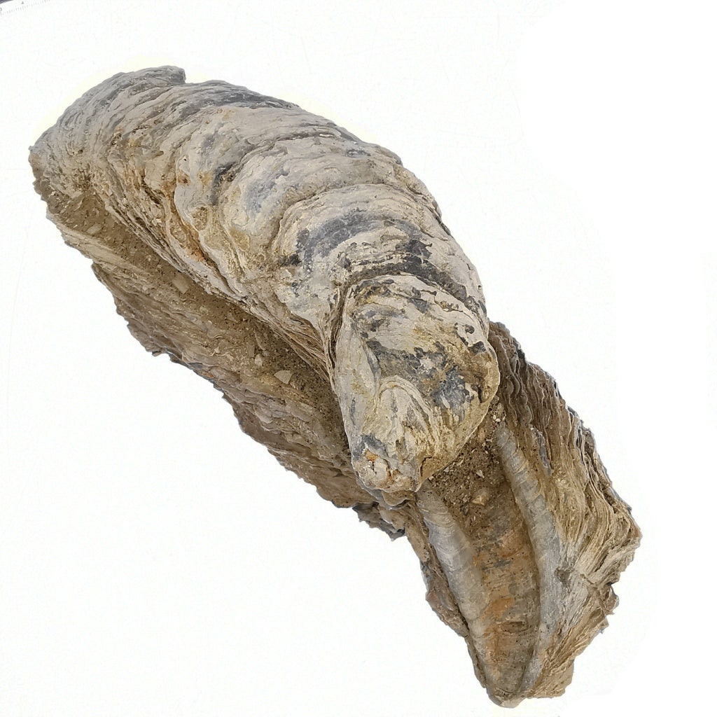 Giant Oyster Shell Fossil - Etsy