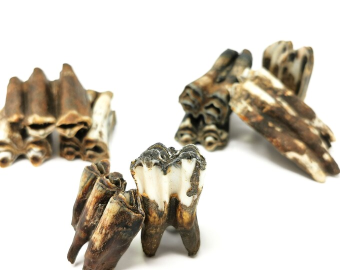 Great Old Bison Jaw With Five Intact Teeth - Etsy