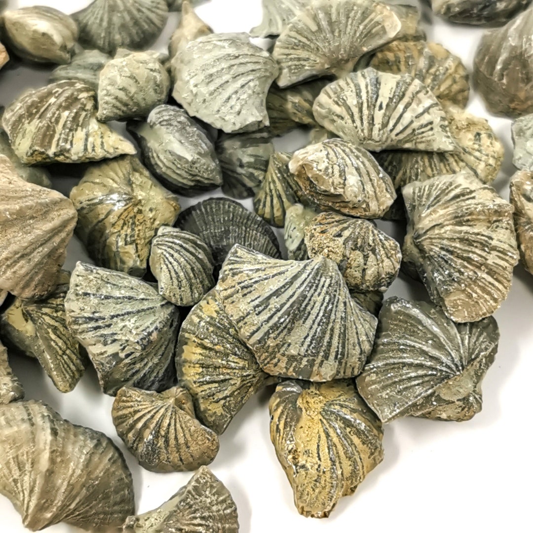 Neospirifer Brachiopod - Fossil - Etsy