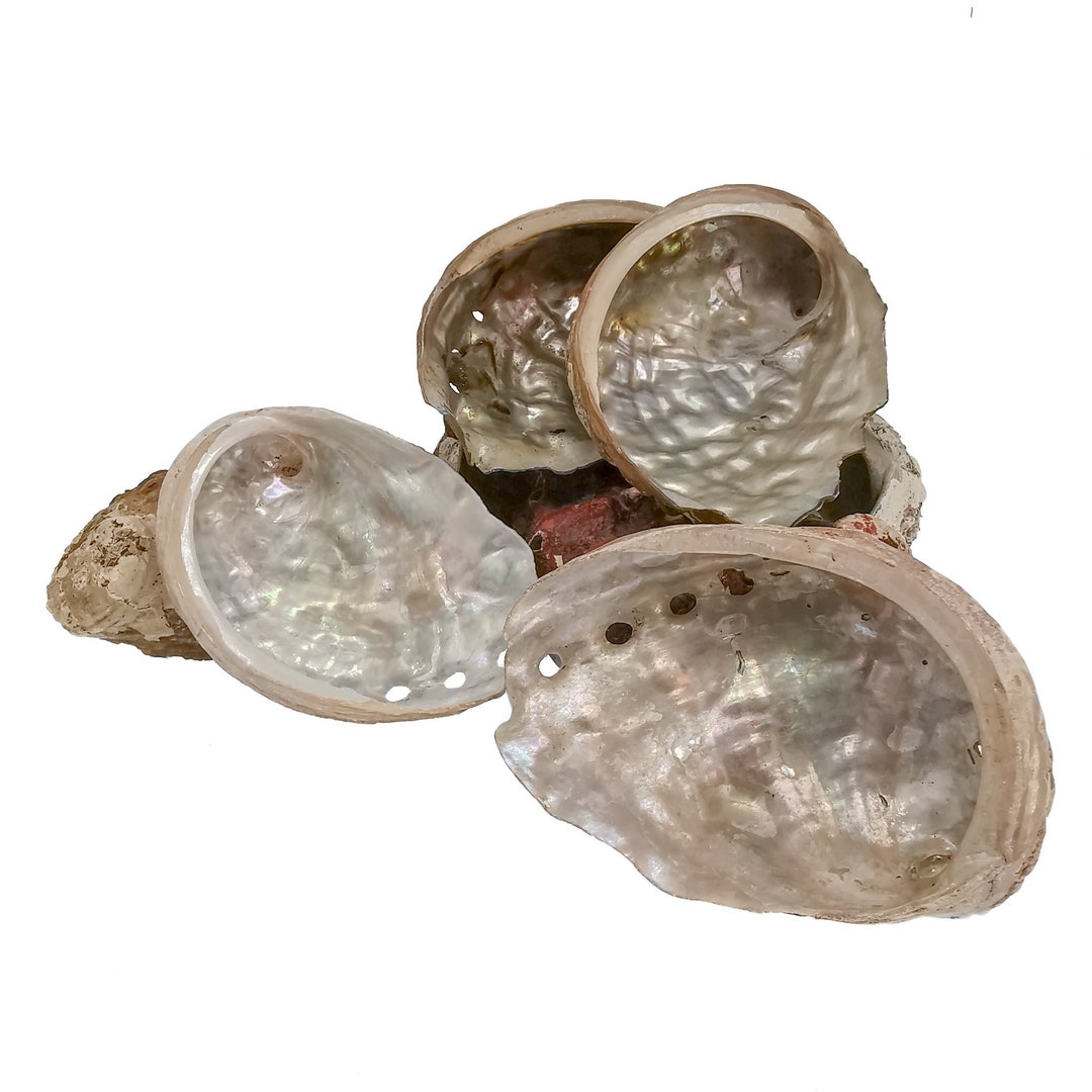 Pinto Abalone - Shell - Etsy