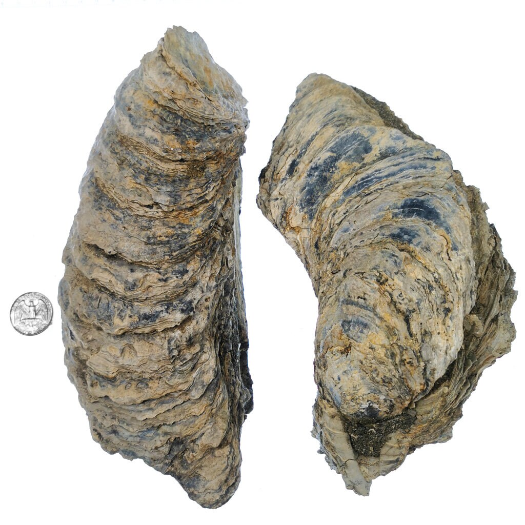 Giant Oyster Shell - Fossil - Etsy