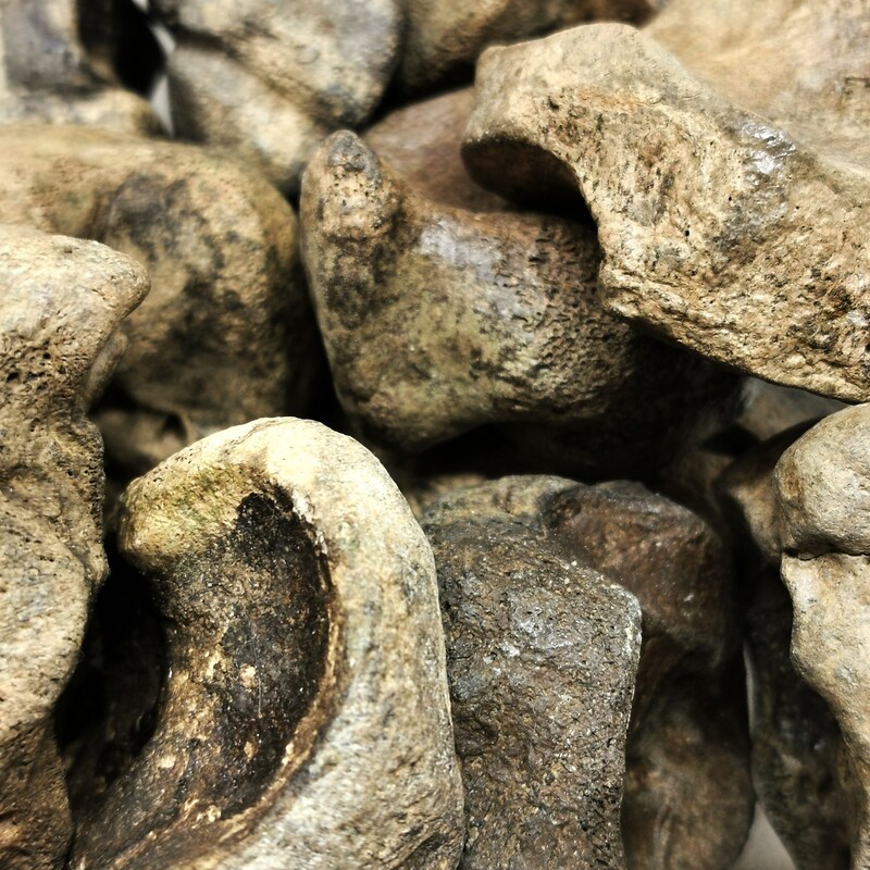 Bison Bone - Etsy