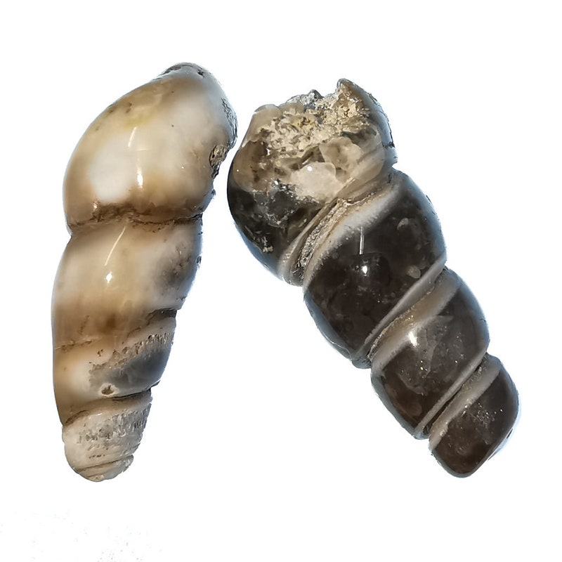 Stellar Sea Cow Fossil - Etsy Canada