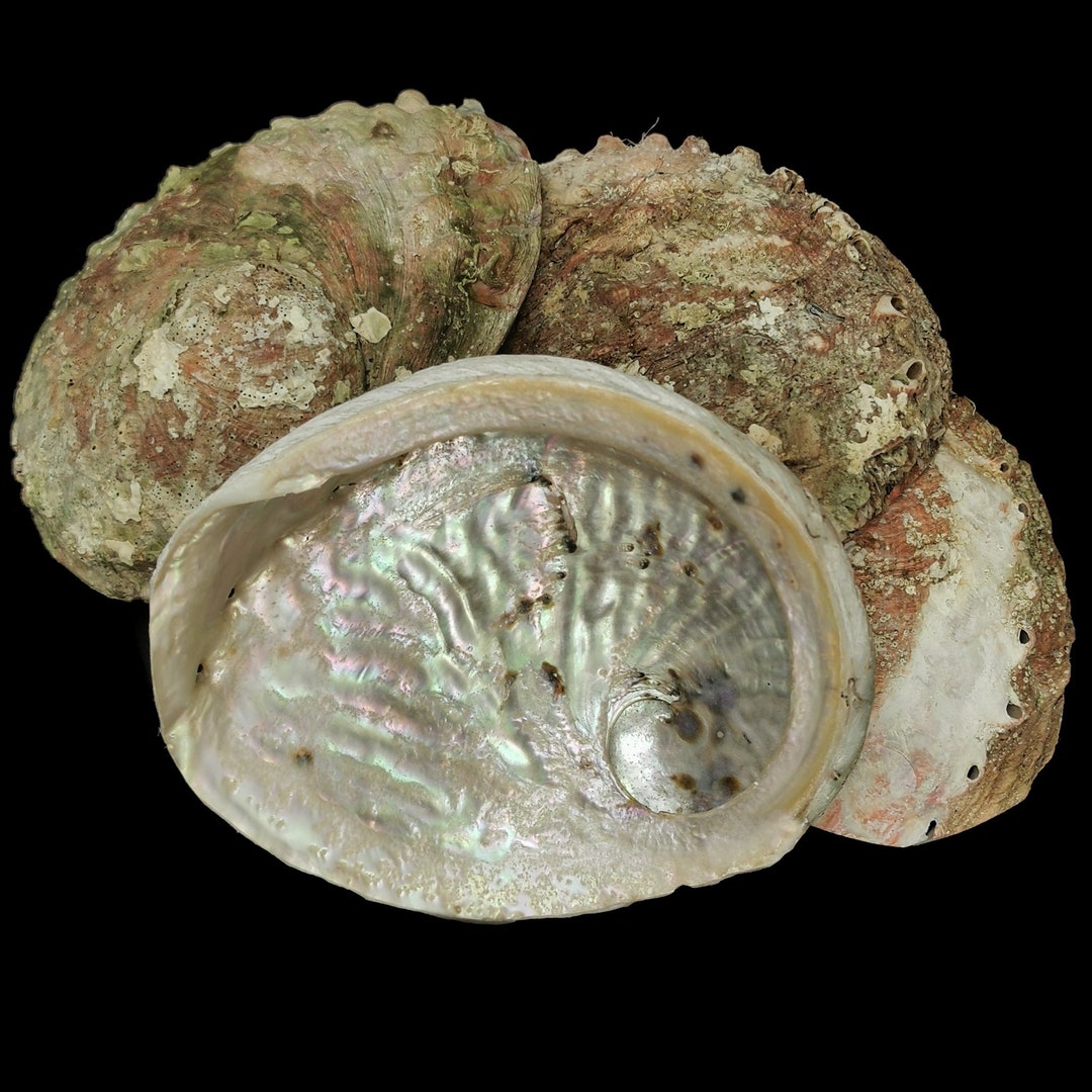 Black Lip Abalone - Shell - Etsy