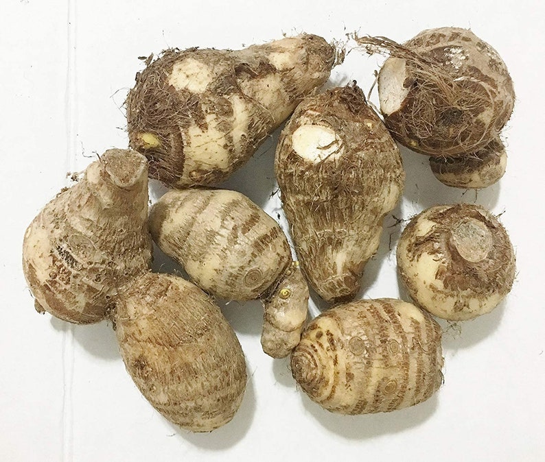 2 LIVE Colocasia Esculenta Root Bulbs for Planting, Elephant Ear, Taro ...