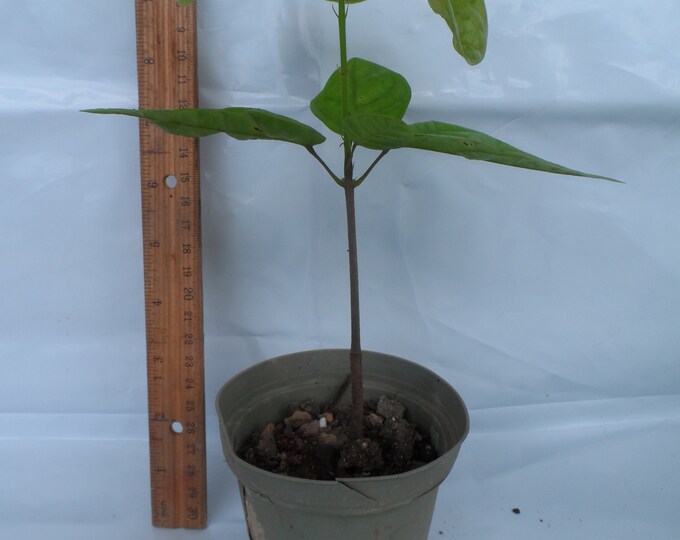 Hardy Round Leaf Chocolate Tree Potted Plant Theobroma Cacao Jaca Rare ...