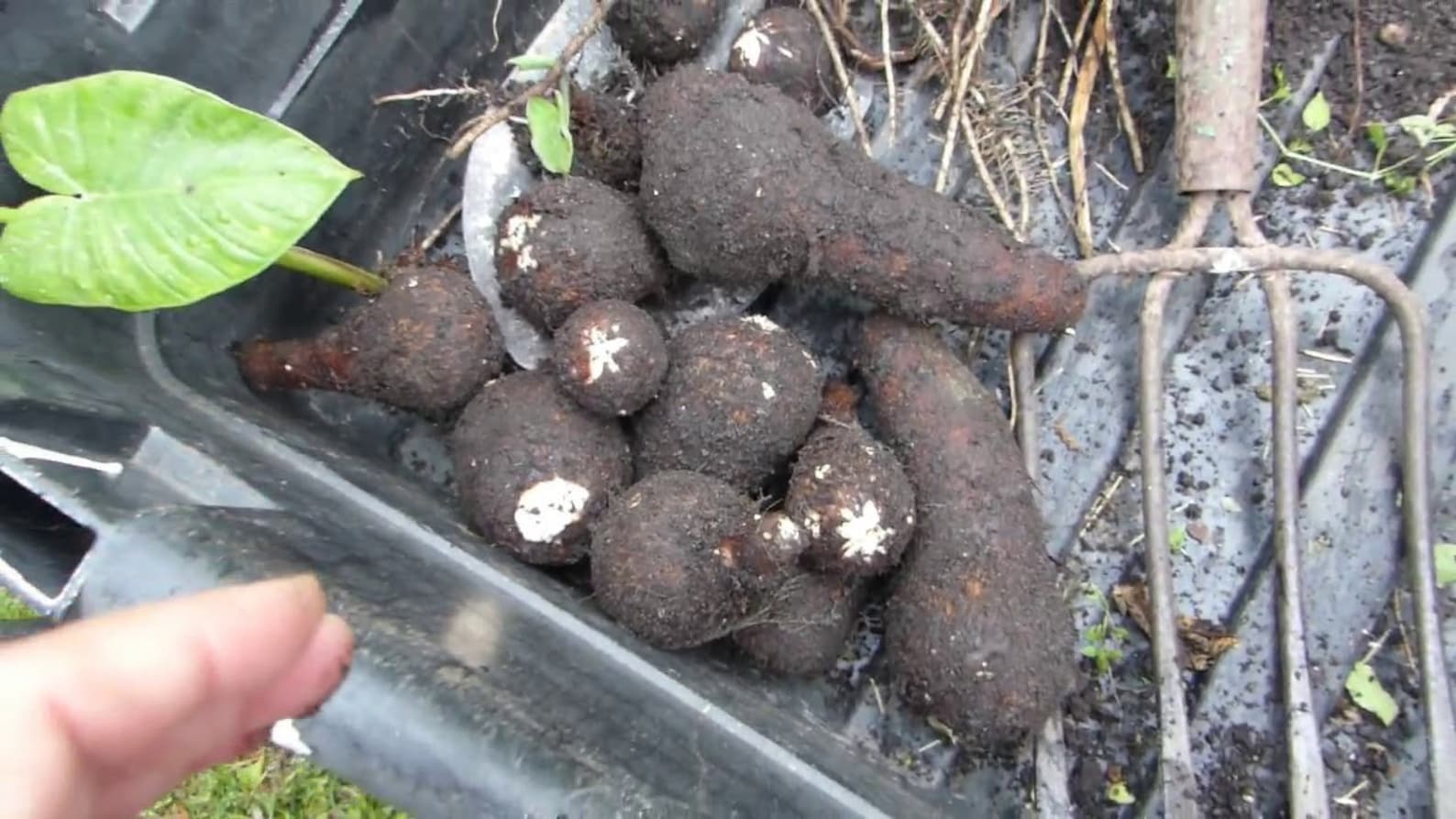 2 LIVE Colocasia Esculenta Root Bulbs for Planting, Elephant Ear, Taro ...