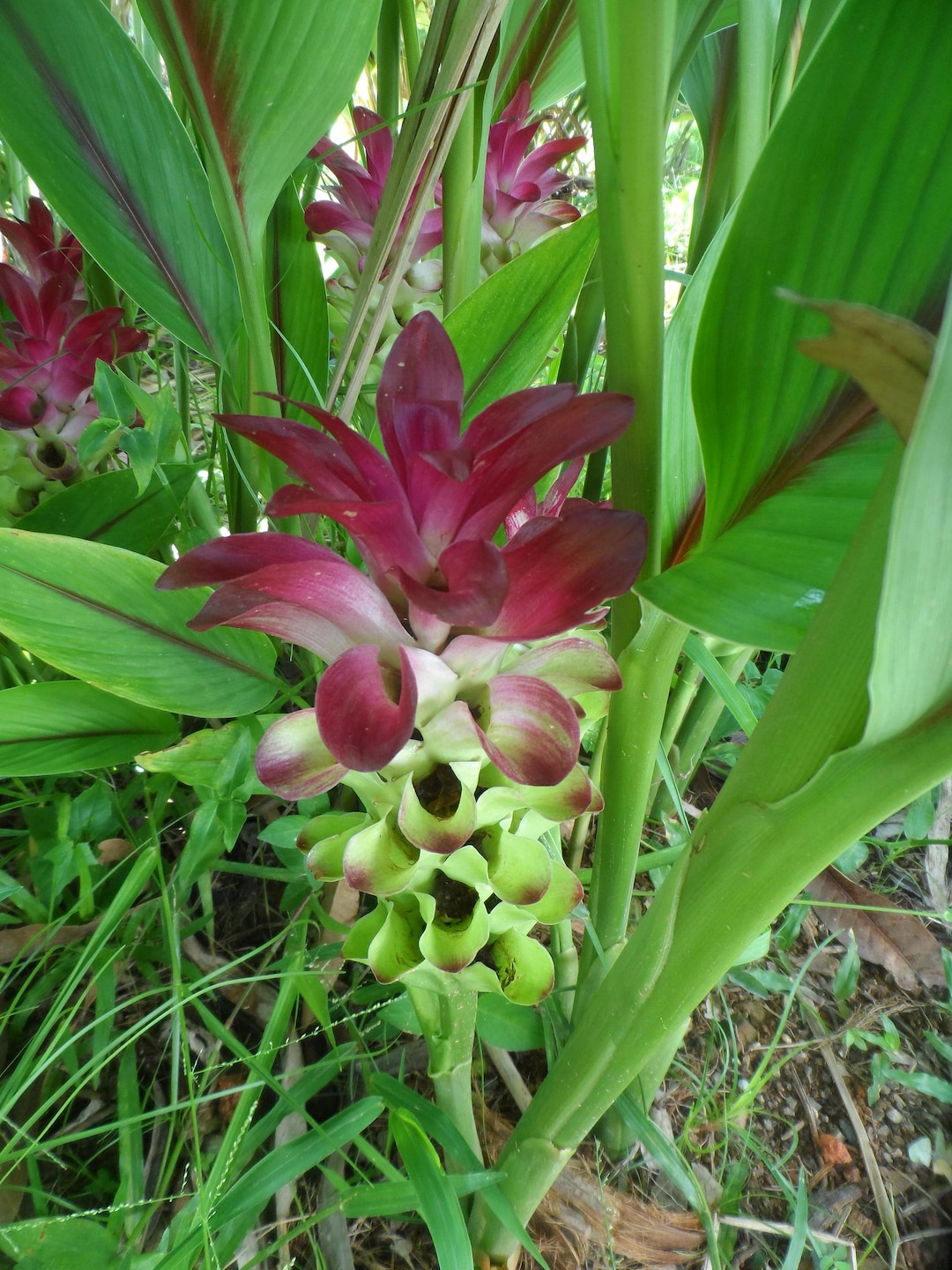 2x Ginger Curcuma Petiolata, Hidden Pink, Large Plant Starts Rhizomes ...