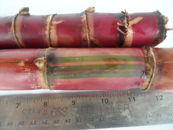 2x Red Stripe Sugar Cane Cuttings Live 10 Inch Pieces Cana - Etsy