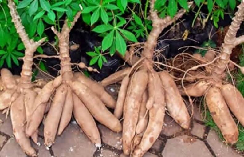 10 Cuttings Yuca Cassava Manihot Esculenta Tree Plant Root Etsy