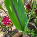 2 Rhizomes of Blue Turmeric. Curcuma Caesia. Freshly Harvested, Easy to ...