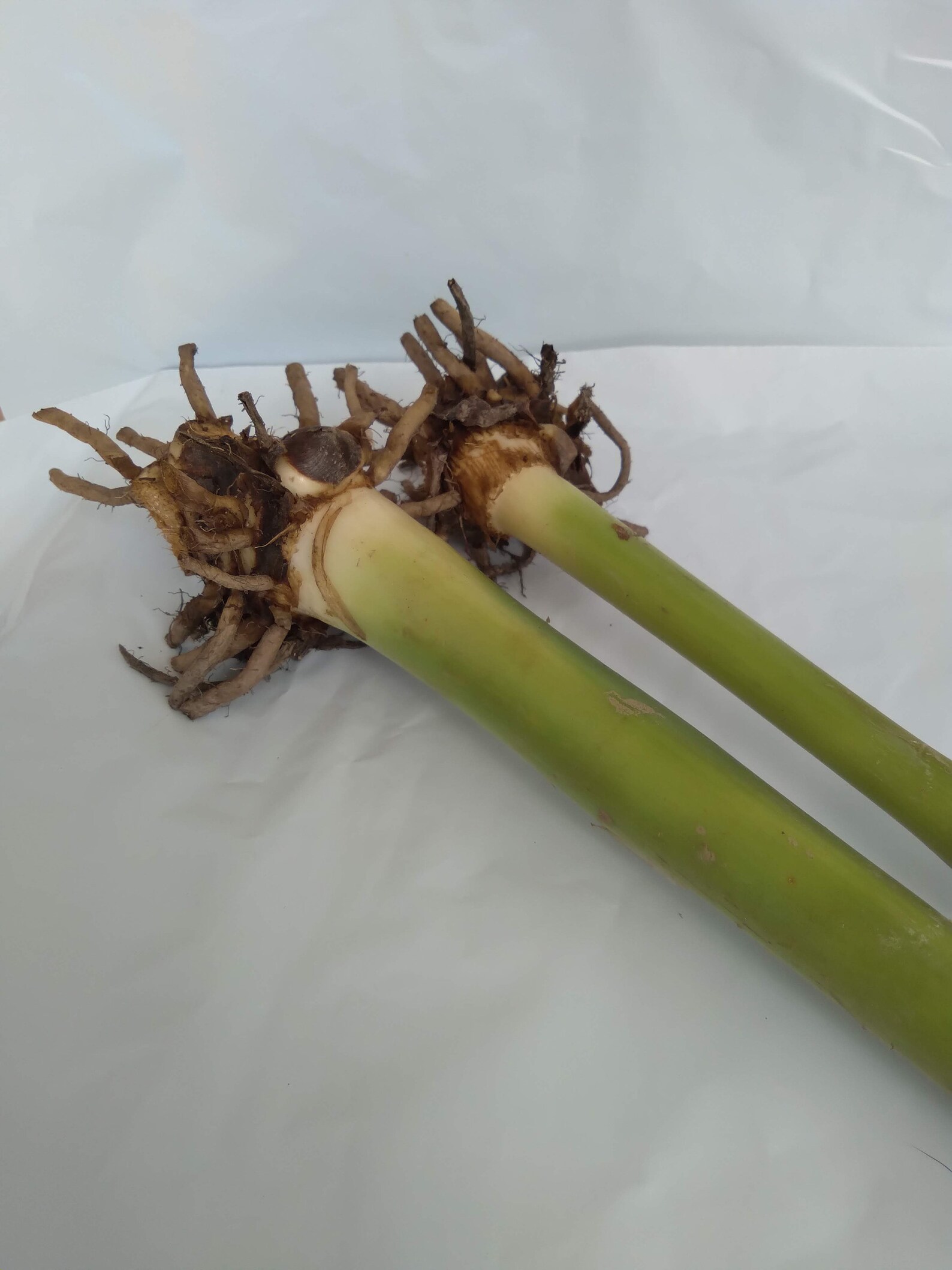 2x Canna Lily Rhizomes Easy to Grow, Multiple Color Flower, Edible and ...