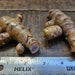 2 Rhizomes of Blue Turmeric. Curcuma Caesia. Freshly Harvested, Easy to ...