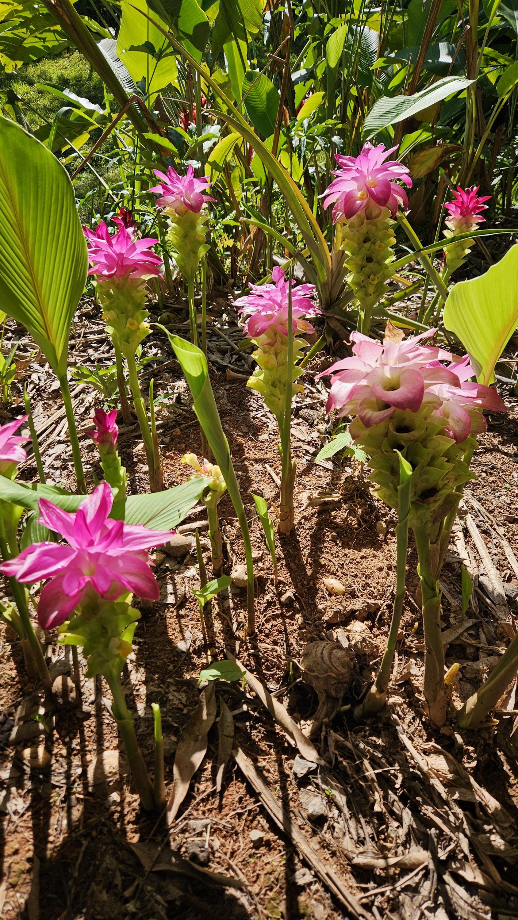 2x Ginger Curcuma Petiolata, Hidden Pink Tropical Ginger. Large ...