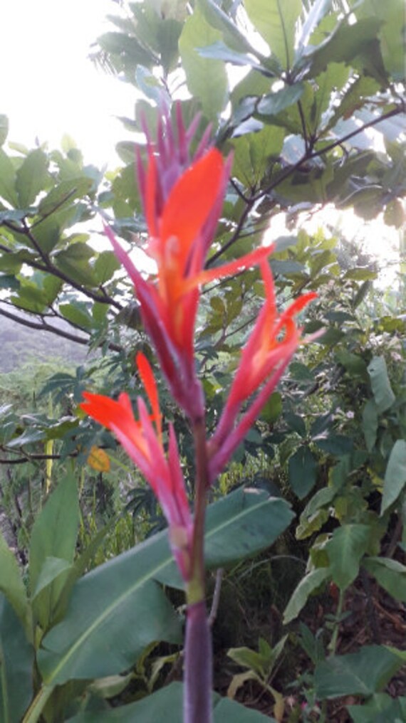 2x Canna Lily Rhizomes Easy to Grow Multiple Color Flower | Etsy