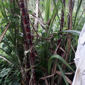 2x Red Stripe Sugar Cane Cuttings, Live 10 Inch Pieces, Cana Dulce ...