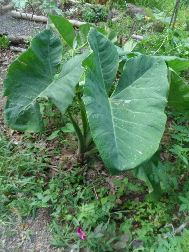 2 LIVE Colocasia Esculenta Root Bulbs for Planting, Elephant Ear, Taro ...