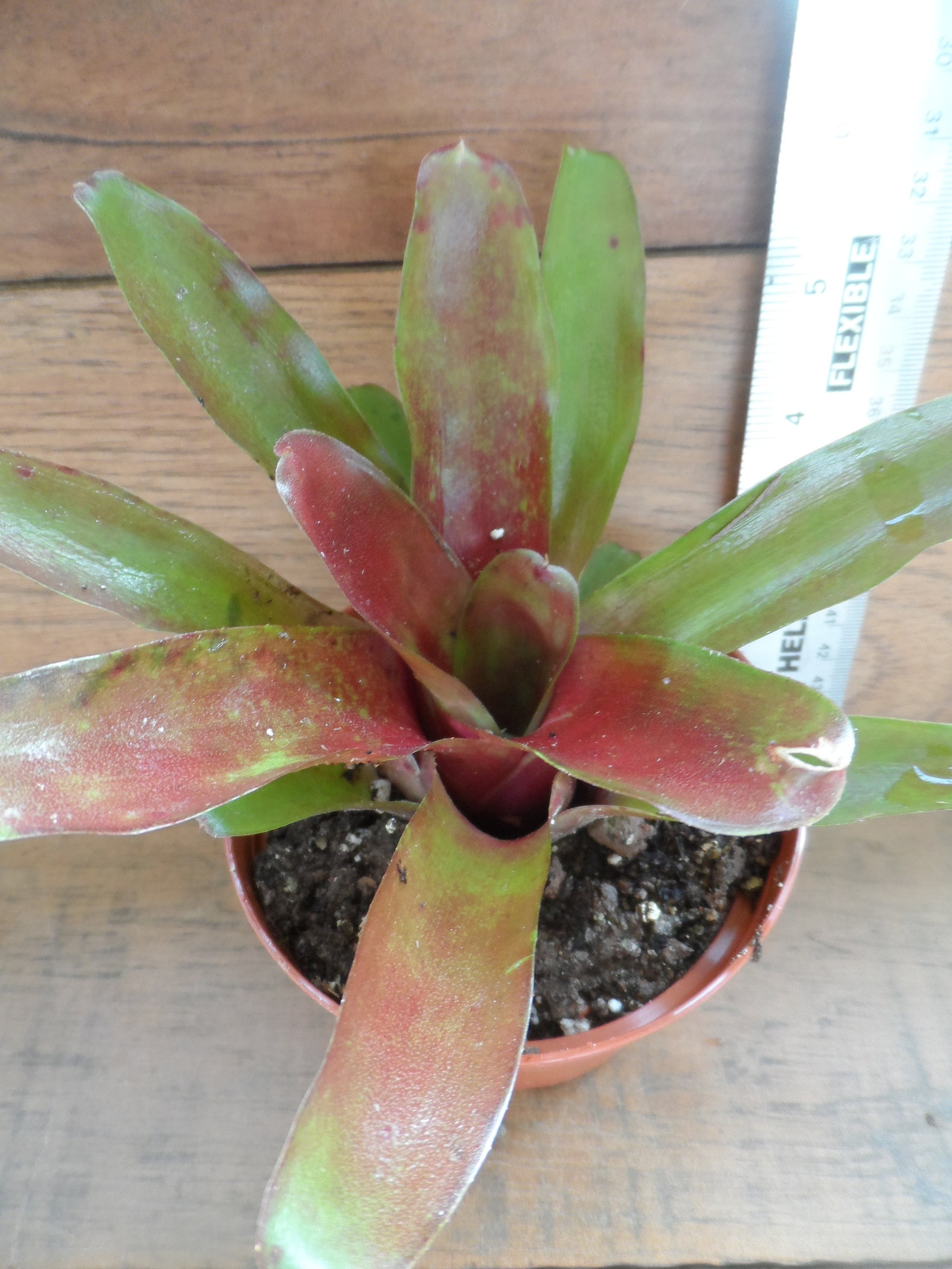 1x Neoregelia Fireball Bromeliad in 4 inch container. Easy to | Etsy