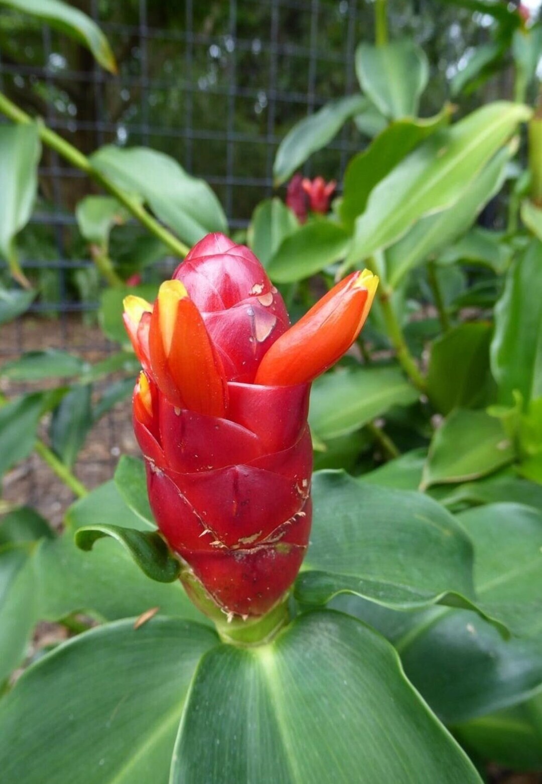 2x Red Button Ginger, Costus Woodsonii. Shade Loving Tropical Plant ...