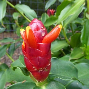 2x Red Button Ginger, Costus Woodsonii. Shade Loving Tropical Plant ...