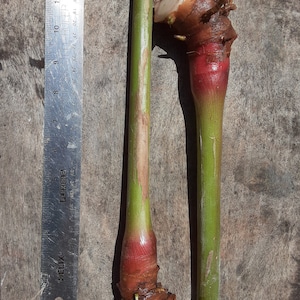 2x Yellow Butterfly Ginger Rhizomes With Stalk. Exotic Tropical Ginger ...