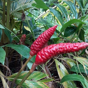 Shampoo Ginger Rhizomes, Zingiber Zerumbet, Pine Cone Ginger Plant ...