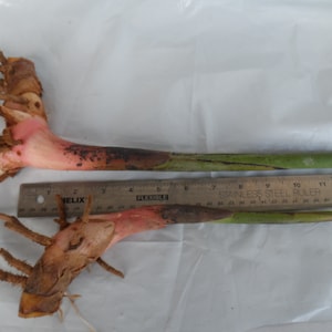 2x Heliconia Rostrata Rhizomes, Hanging Lobster Claw, False Bird of ...