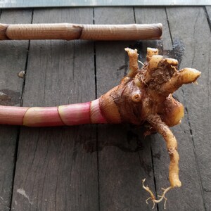 2x Red Button Ginger, Costus Woodsonii. Shade Loving Tropical Plant ...