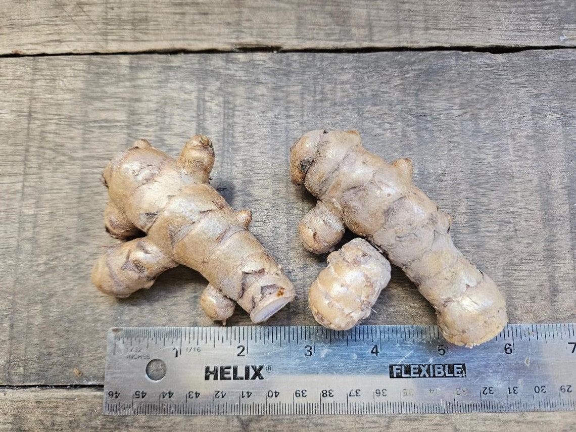 2 Rhizomes of Blue Turmeric. Curcuma Caesia. Freshly Harvested, Easy to ...