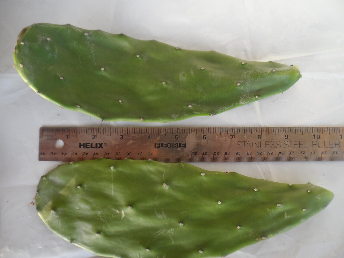 2x Prickly Pear Cactus Cutting W/out Roots, Spinless Edible Variety ...