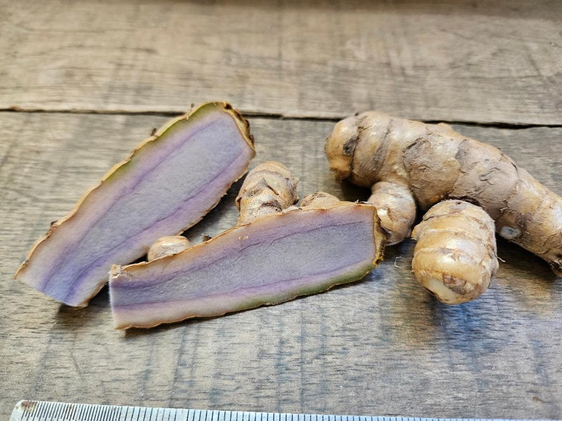 2 Rhizomes of Blue Turmeric. Curcuma Caesia. Freshly Harvested, Easy to ...