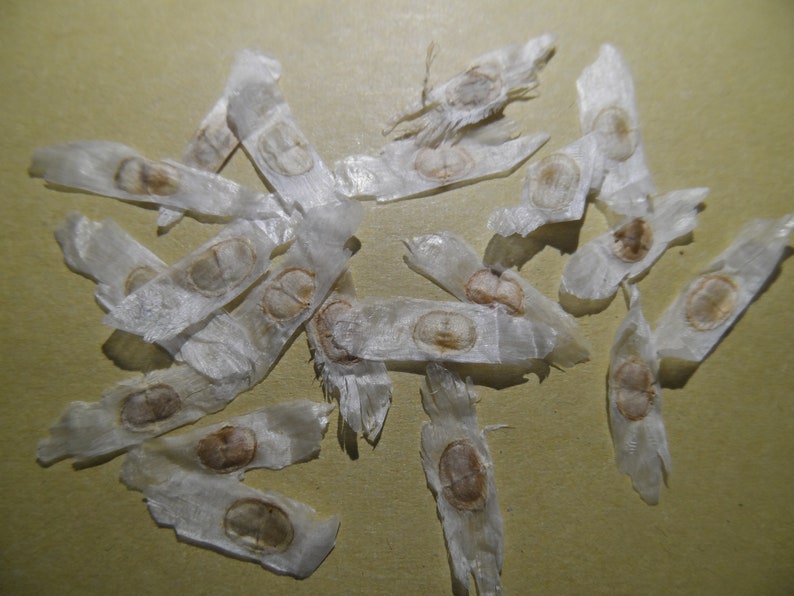 20x Golden Trumpet Tree Seeds, Handroanthus Chrysanthus, Guayacan ...