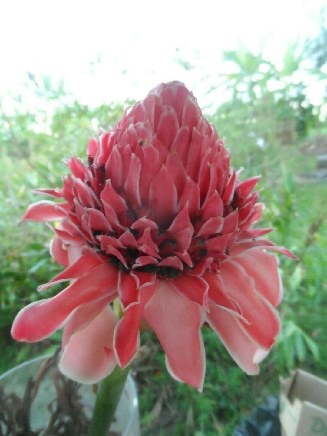 1x Sweet Pink Torch Ginger, Etlingera Live Rhizome Tropical Exotic ...