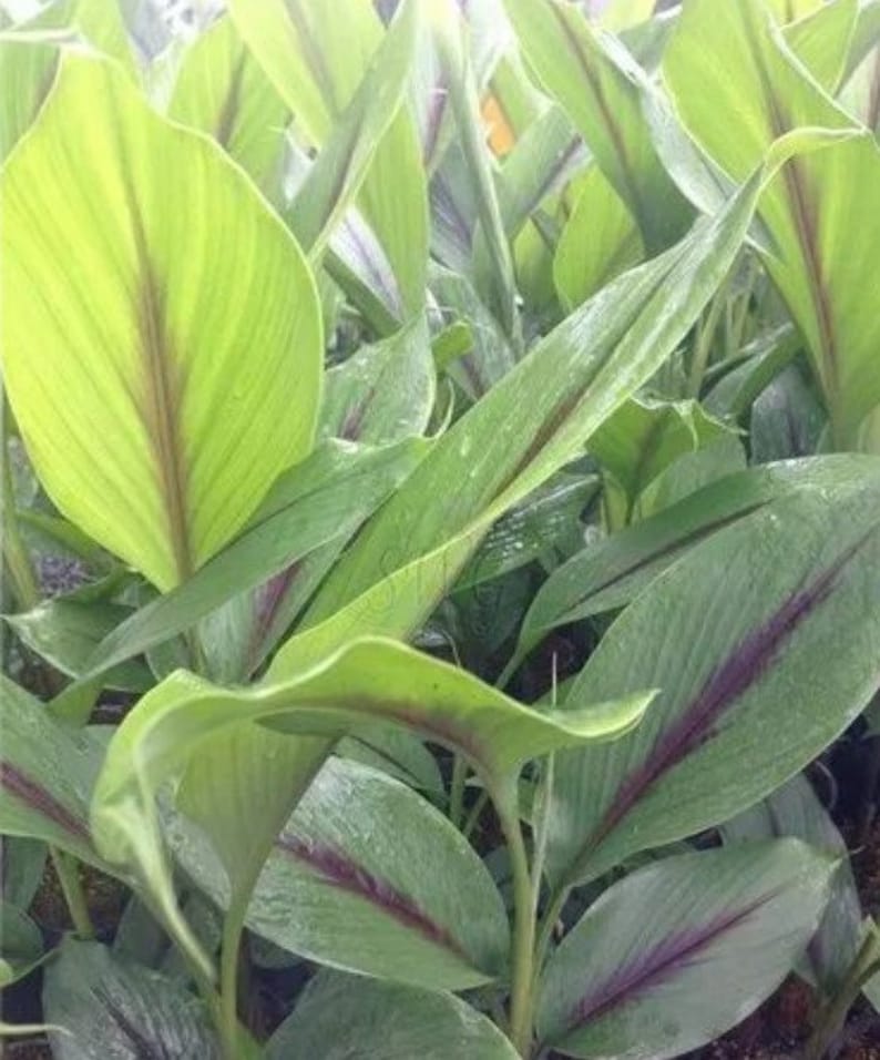 2 Rhizomes of Blue Turmeric. Curcuma Caesia. Freshly Harvested, Easy to ...
