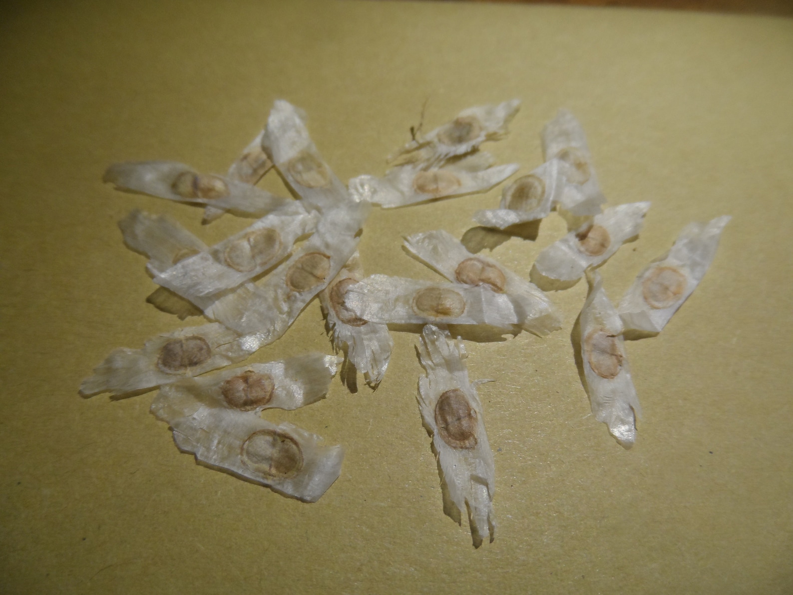 20x Golden Trumpet Tree Seeds, Handroanthus Chrysanthus, Guayacan ...