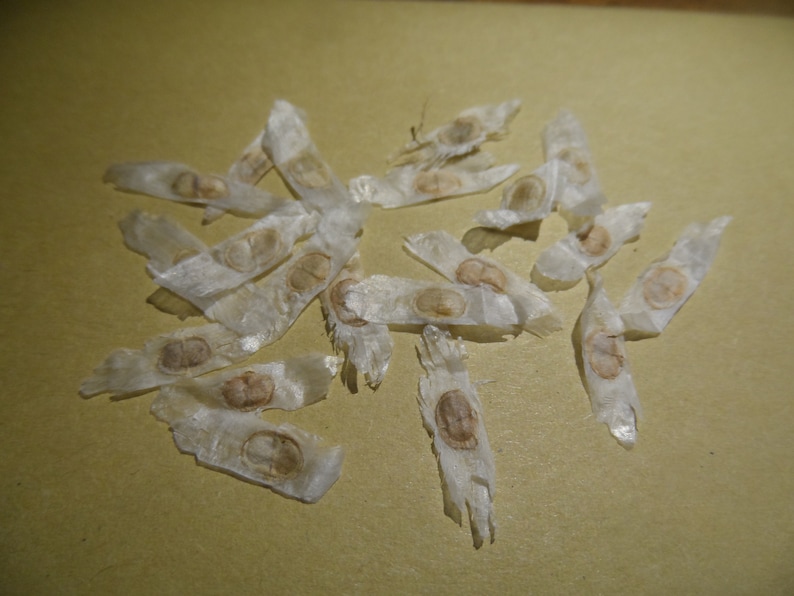 20x Golden Trumpet Tree Seeds, Handroanthus Chrysanthus, Guayacan ...