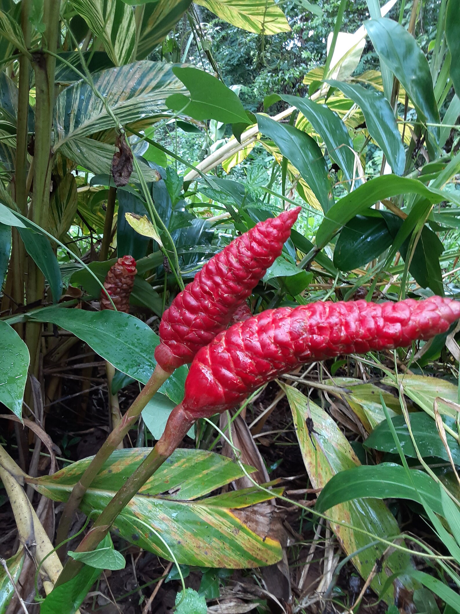 3 Shampoo Ginger Rhizomes, Zingiber Zerumbet, Pine Cone Ginger Plant ...